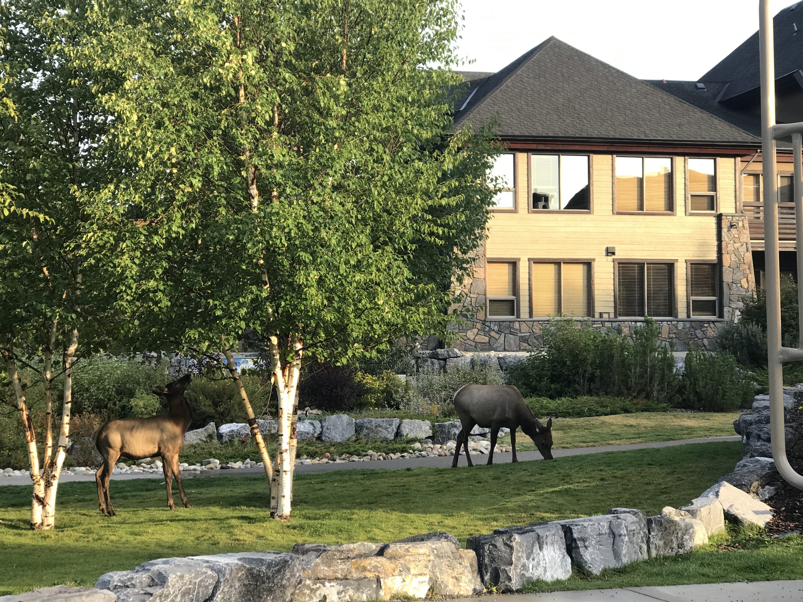 Grey Wolf Lodge 320 - Glorious Morning Sun